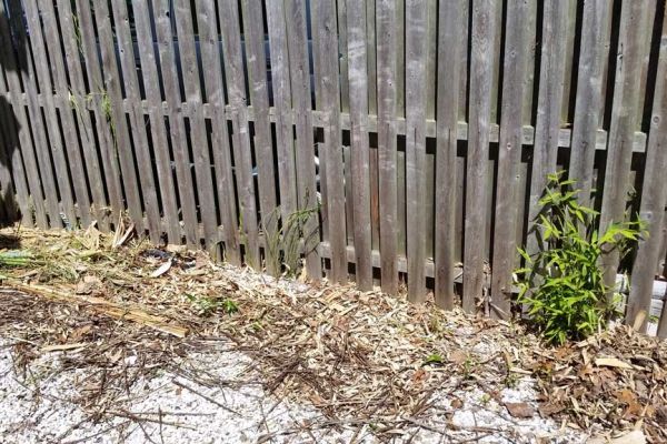 Neighbor’s Bamboo Spreading Into Your Yard (NJ & PA): What To Do Next ...